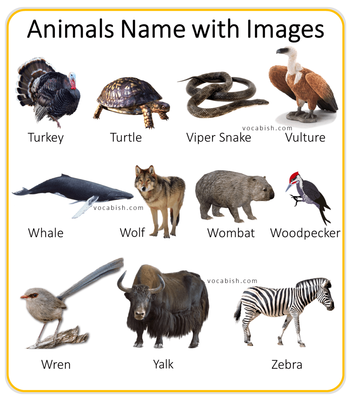 100+ A to Z Animal Names in English with Pictures | Vocabish