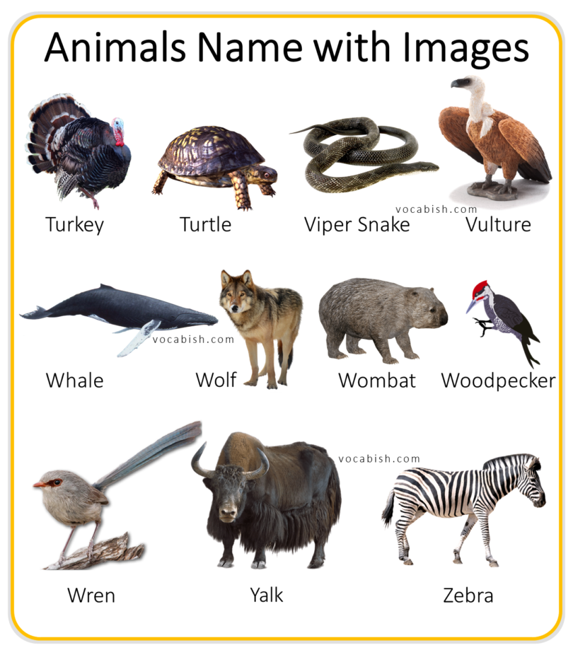 100+ A to Z Animal Names in English with Pictures | Vocabish