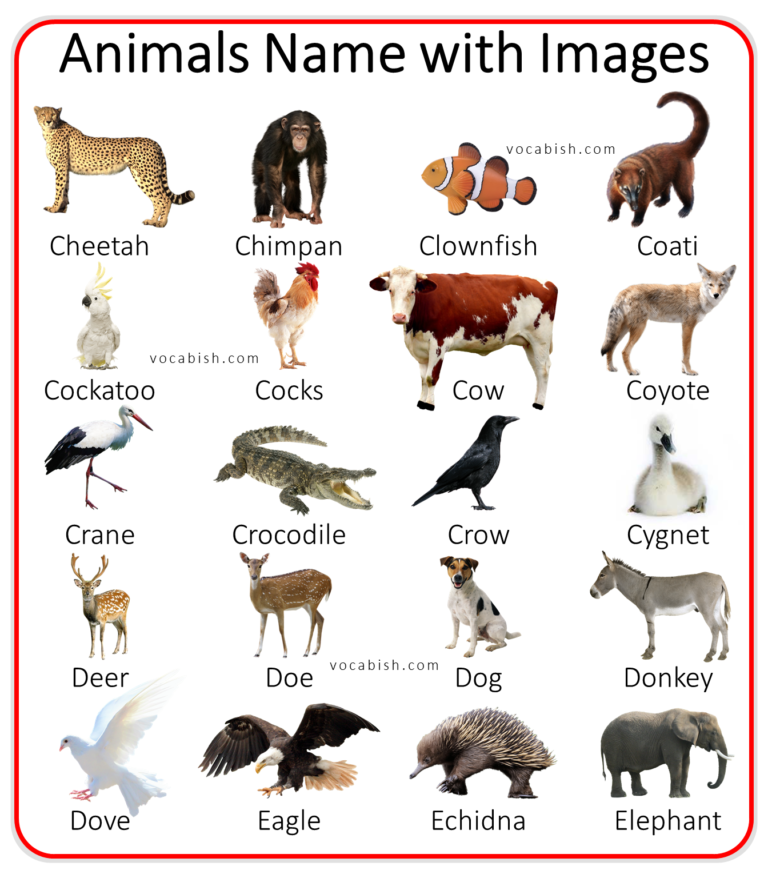 100+ A-Z Animal Names with Images and PDF | Vocabish
