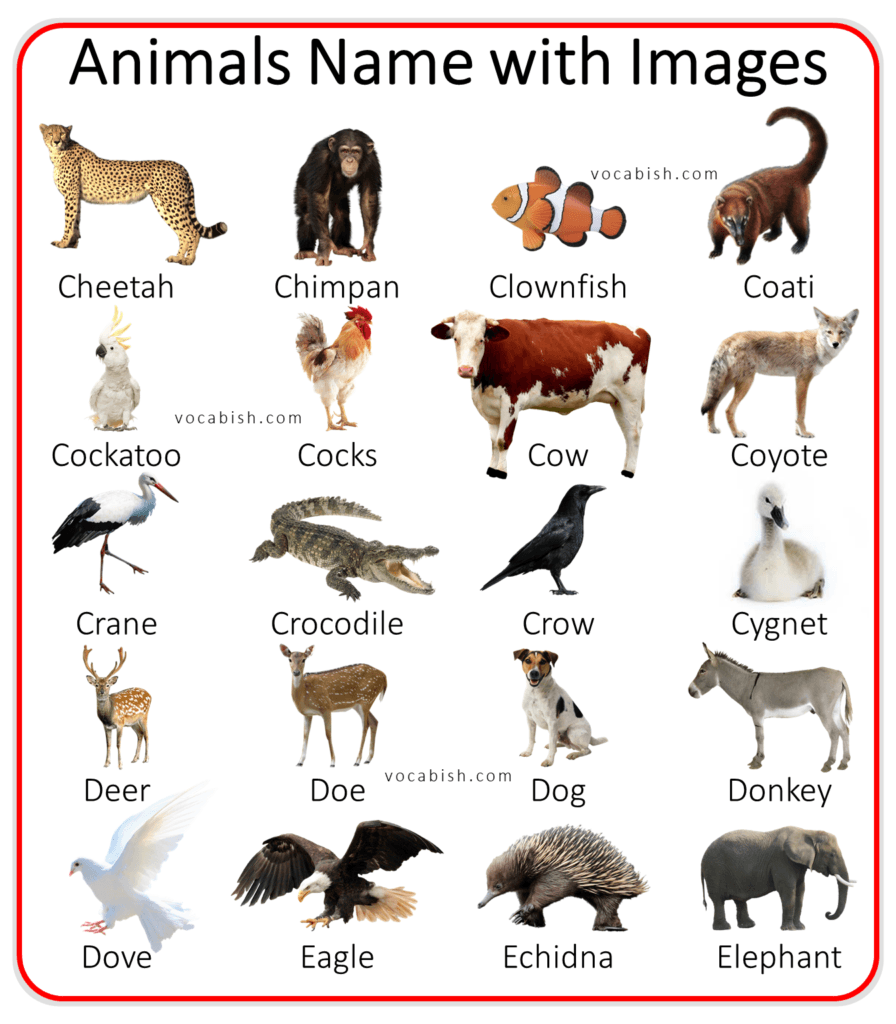 100+ A to Z Animal Names in English with Pictures | Vocabish