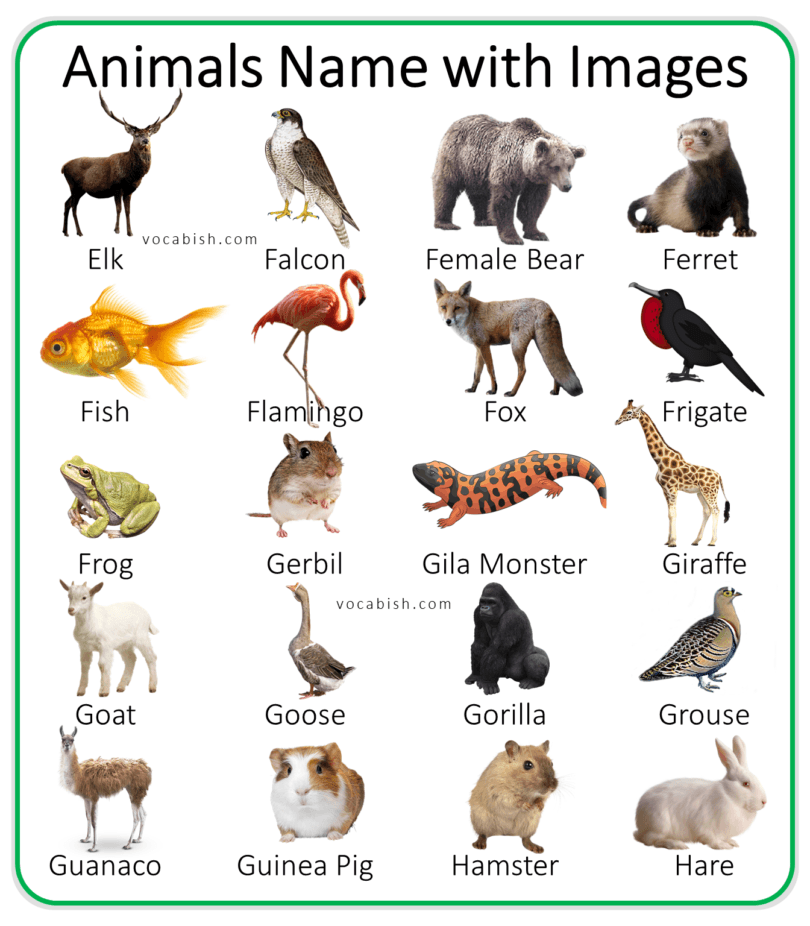 100+ A to Z Animal Names in English with Pictures | Vocabish