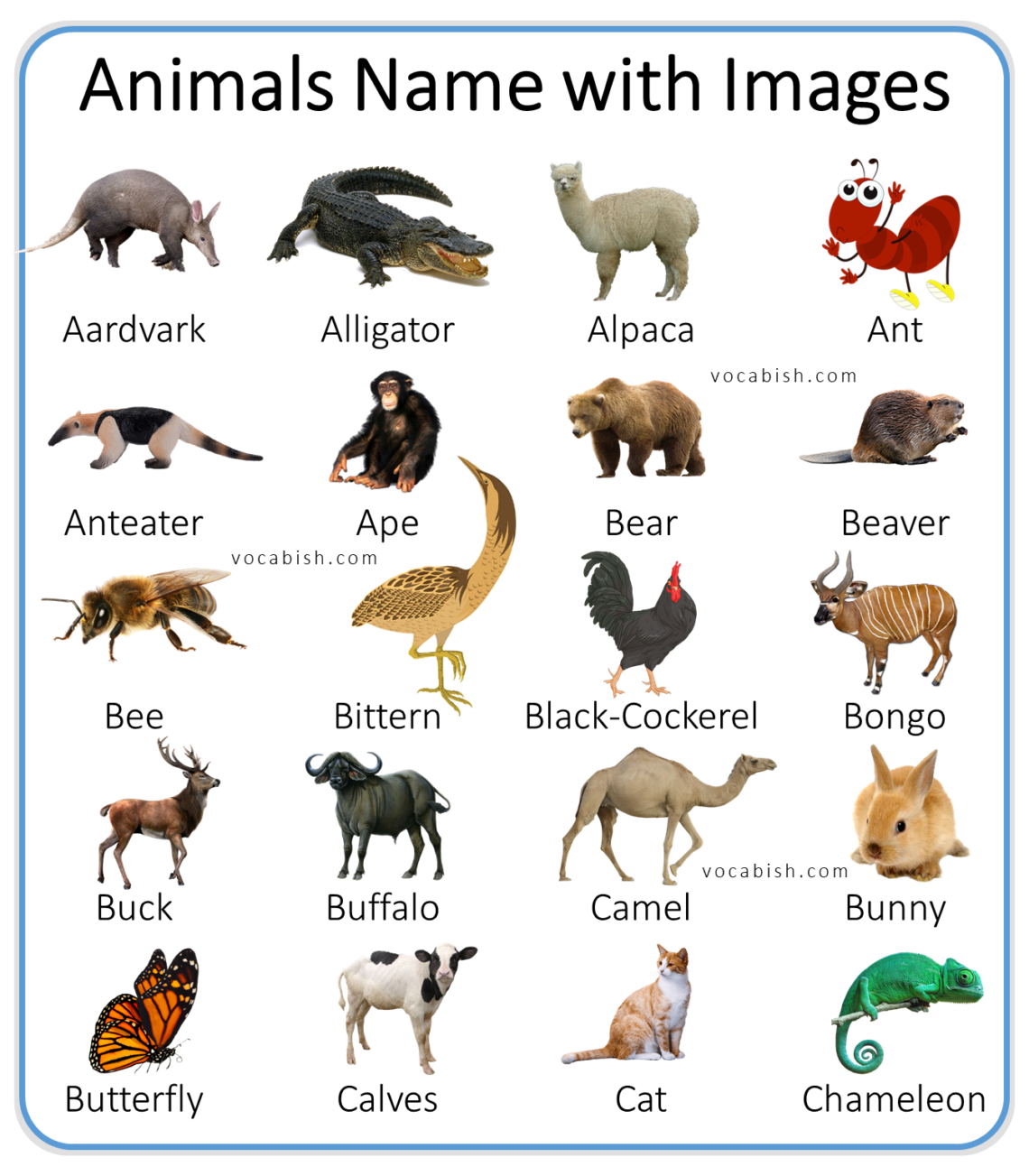100+ A to Z Animal Names in English with Pictures | Vocabish