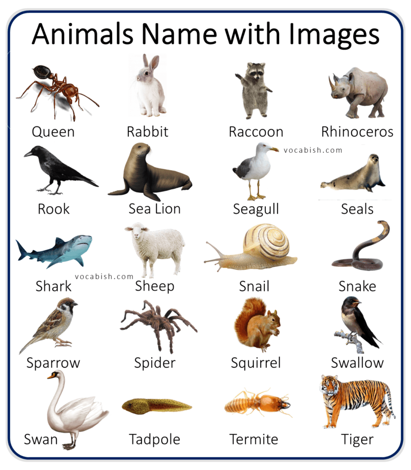 100+ A to Z Animal Names in English with Pictures | Vocabish