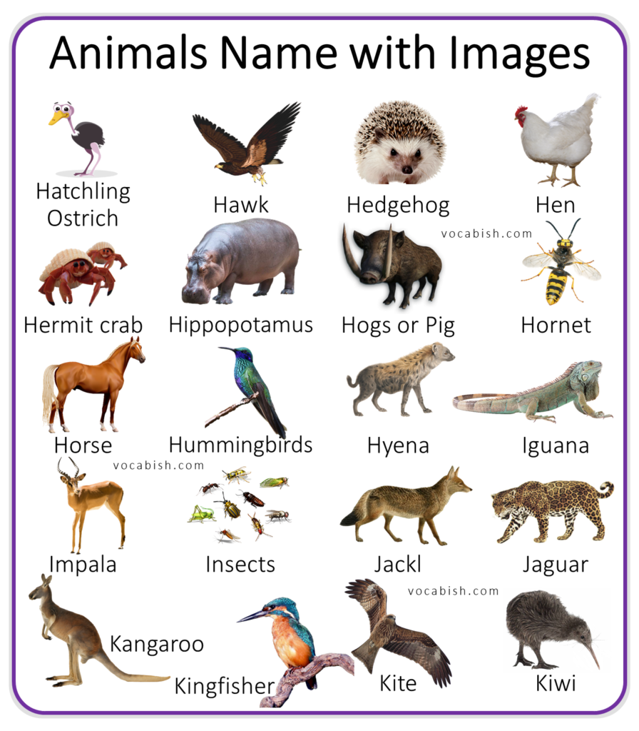 100+ A-Z Animal Names with Images and PDF | Vocabish
