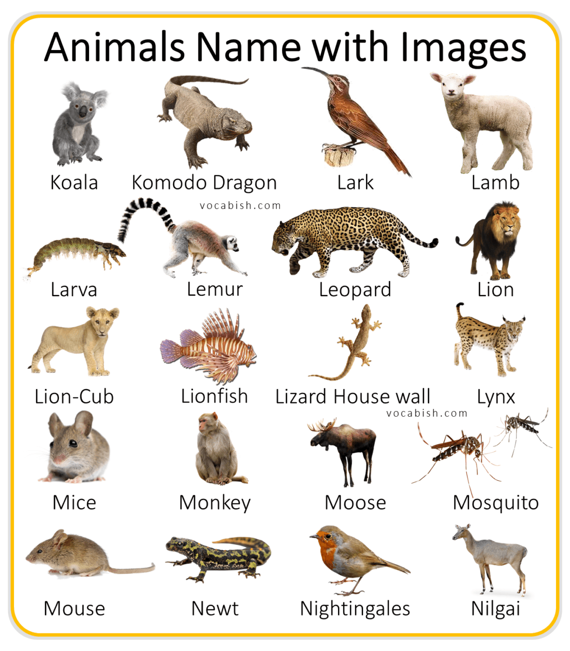 100+ A to Z Animal Names in English with Pictures | Vocabish