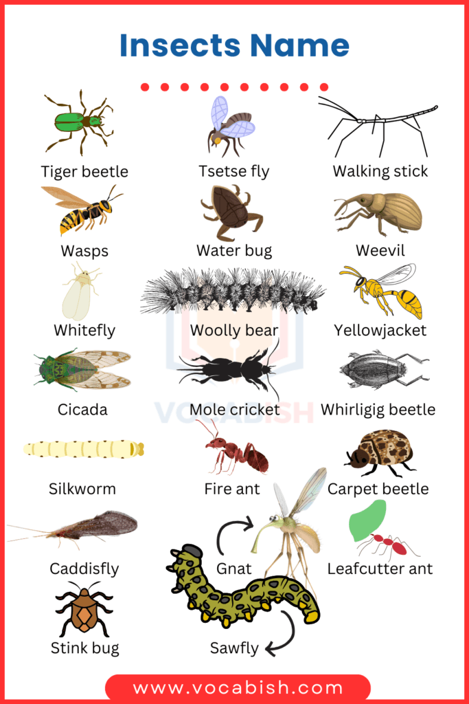 50+ Insects Names in English with Pictures | Vocabish