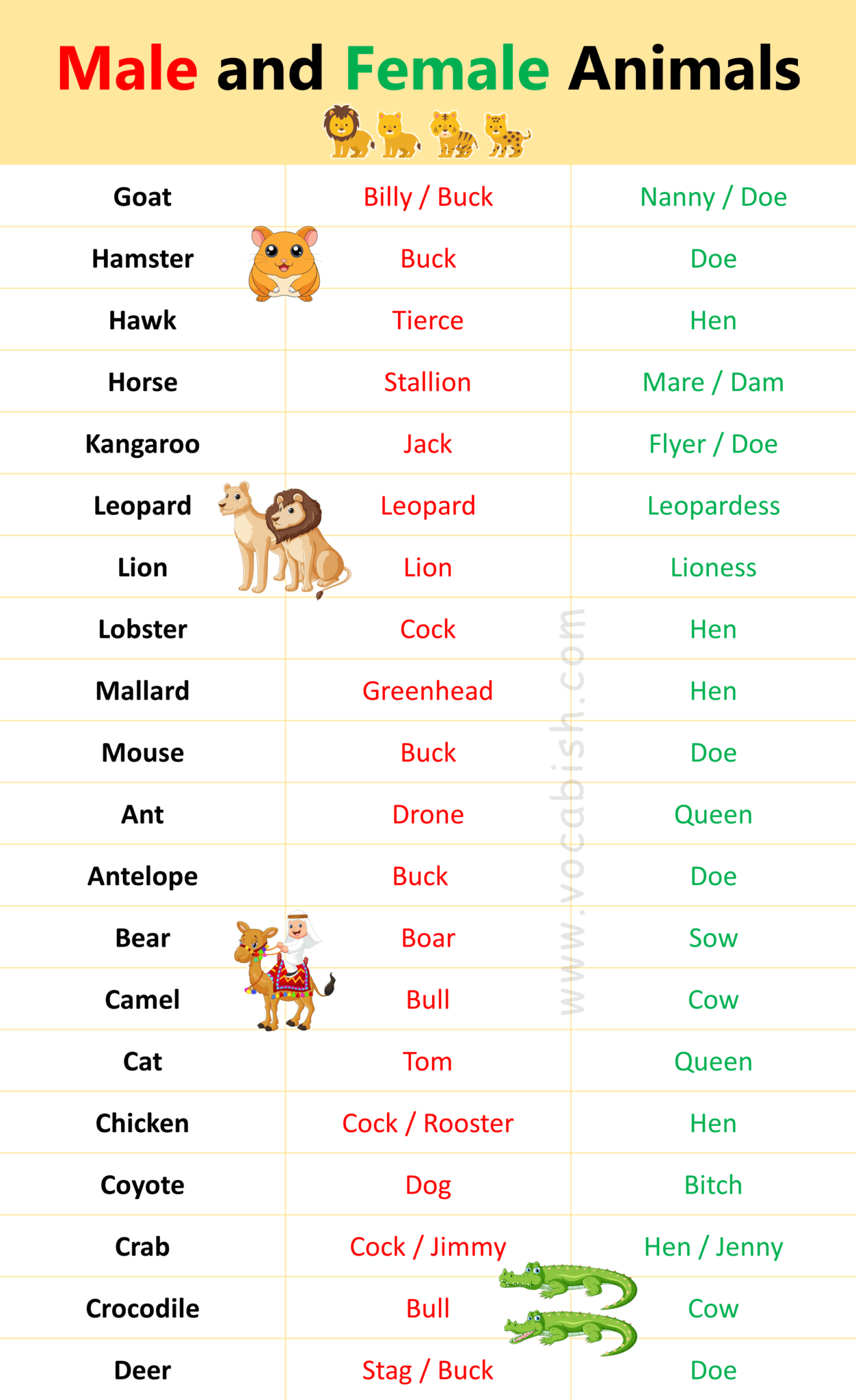 30 List Of Male And Female Animals Name In English Vocabish 30 List Of Male And Female Animals Name In English Vocabish