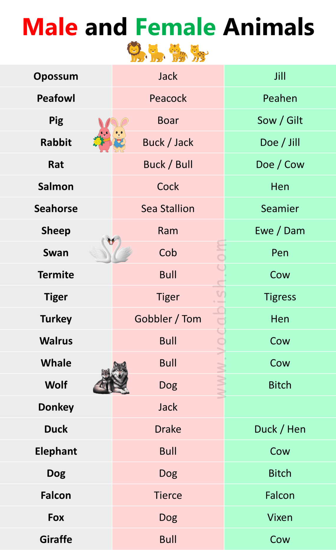 30+ List of Male and Female Animals Name in English | Vocabish