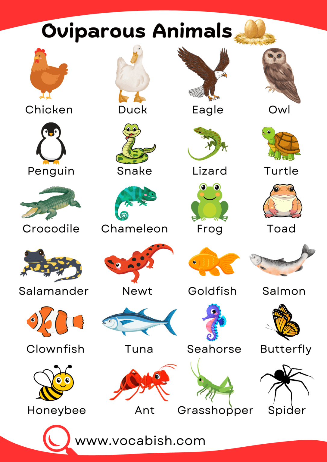 25+ Oviparous Animals Name with Their Pictures | Vocabish