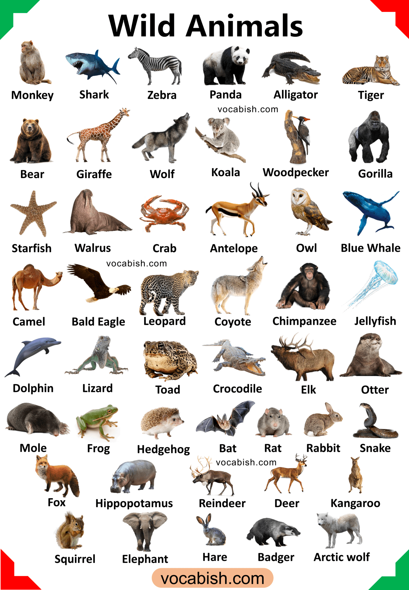 30+ Wild Animal Names in English with Pictures | Vocabish
