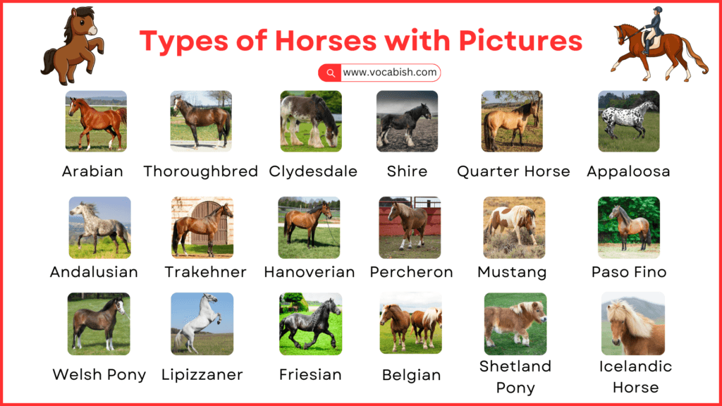 30+ Types of Horses Names with Their Pictures | Vocabish