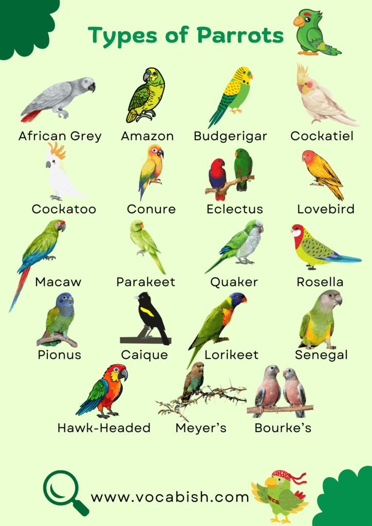 25 Types of Parrots with Names and Pictures | Vocabish