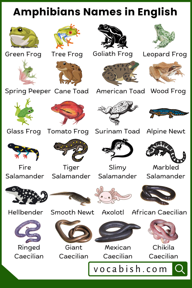 Amphibians Names in English with Their Pictures | Vocabish