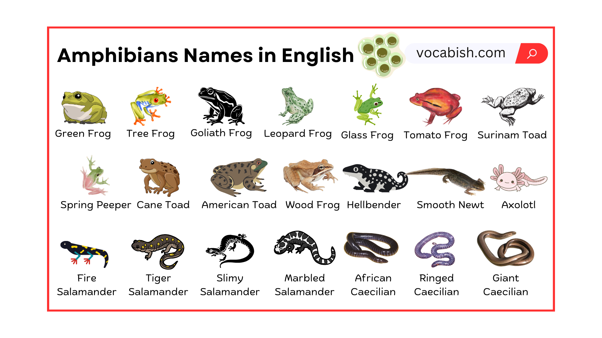 Amphibians Names in English with Their Pictures | Vocabish