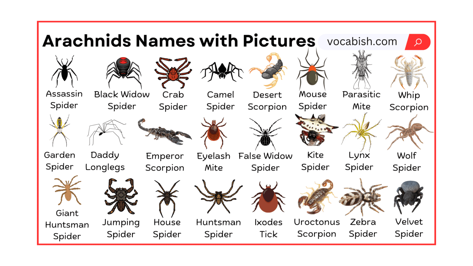 Arachnids Names in English with Their Pictures | Vocabish