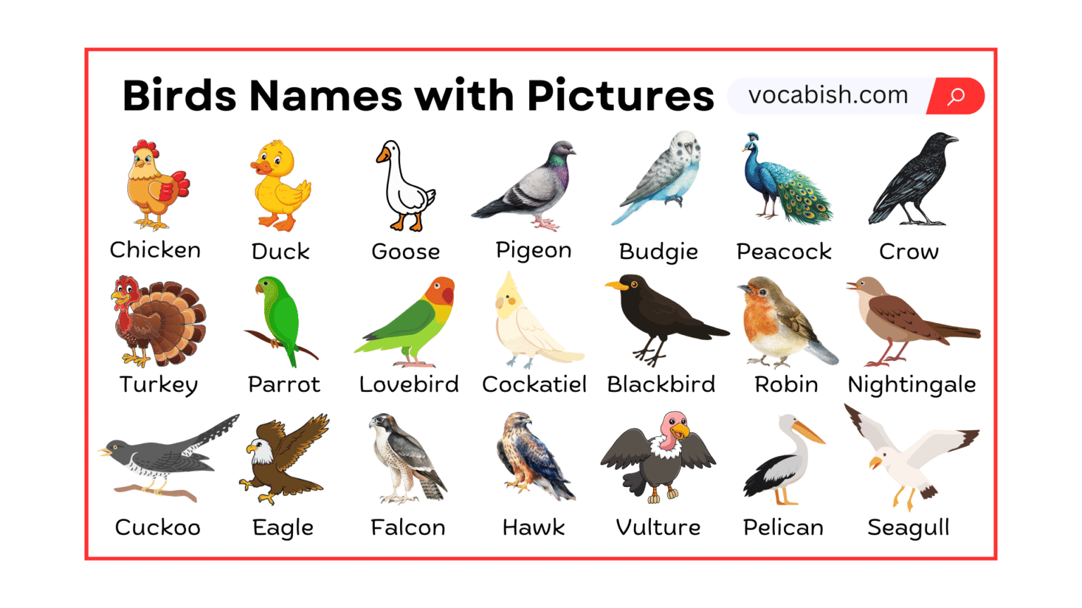 Birds Names in English with Their Pictures | Vocabish