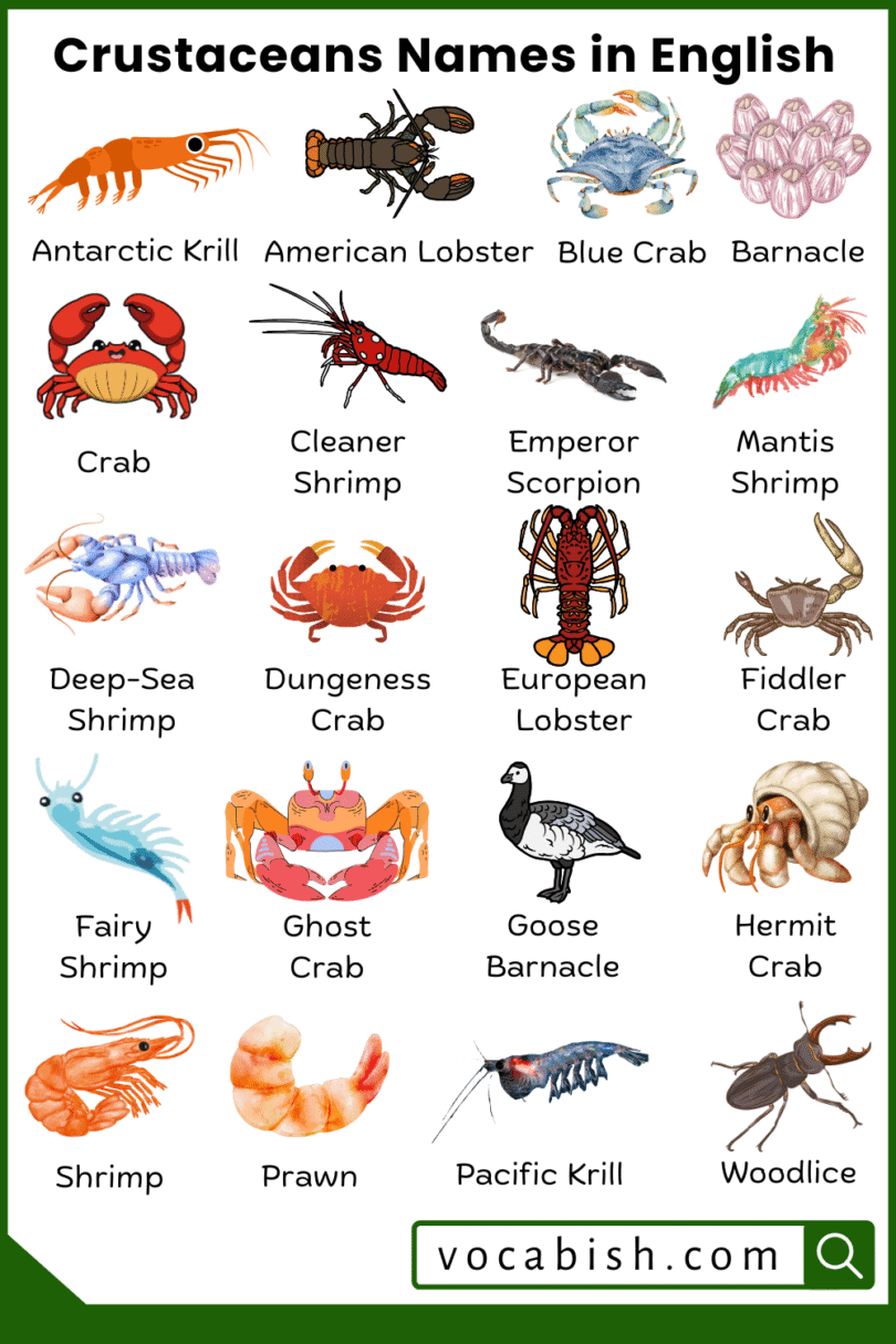 Crustacean Animals Names in English with Their Pictures | Vocabish