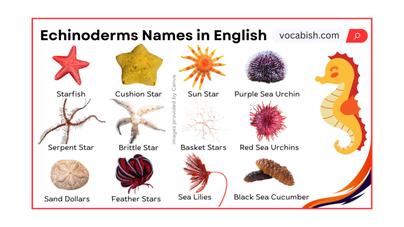 Echinoderms Names in English with Their Pictures | Vocabish