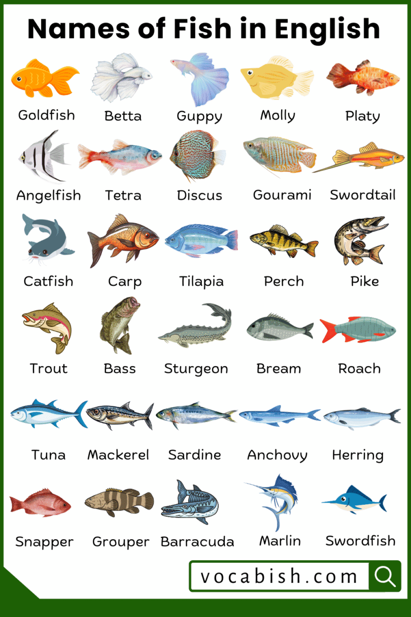 Fish Names in English with Their Pictures | Vocabish