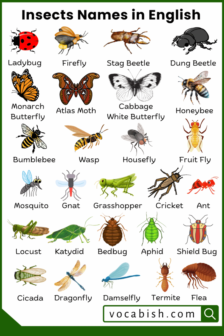 Insects Names in English with Their Pictures | Vocabish
