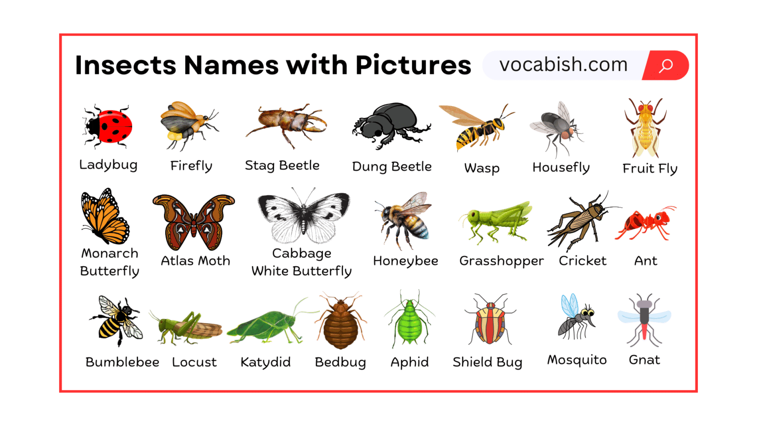 Insects Names in English with Their Pictures | Vocabish