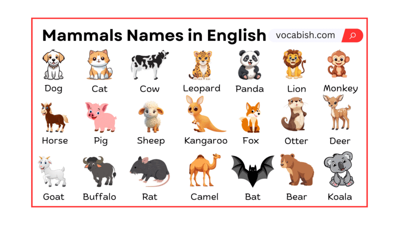 Mammals Names in English with Their Types and Pictures | Vocabish