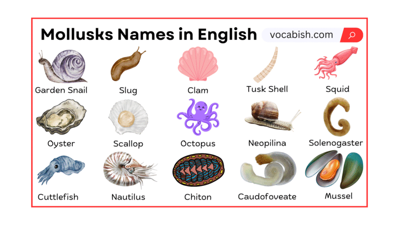 Mollusks Names in English with Their Pictures | Vocabish