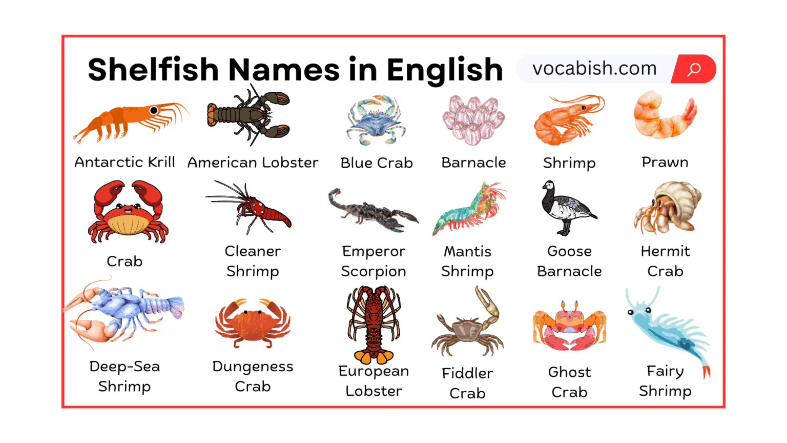 Crustaceans Names with Their Pictures | Shellfish Names | Vocabish