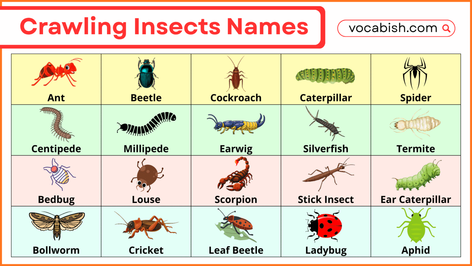 30 Crawling Insects Names in English with Pictures | Vocabish