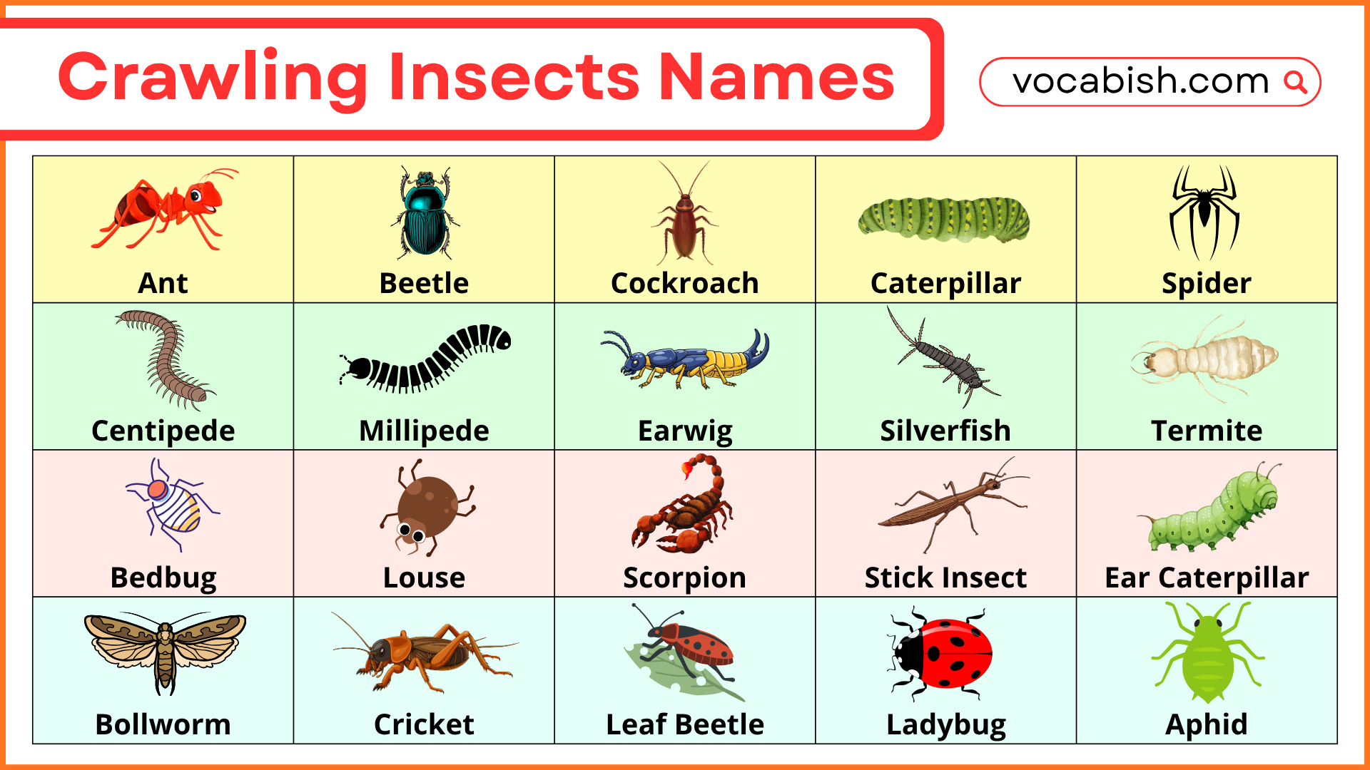 30 Crawling Insects Names in English with Pictures | Vocabish