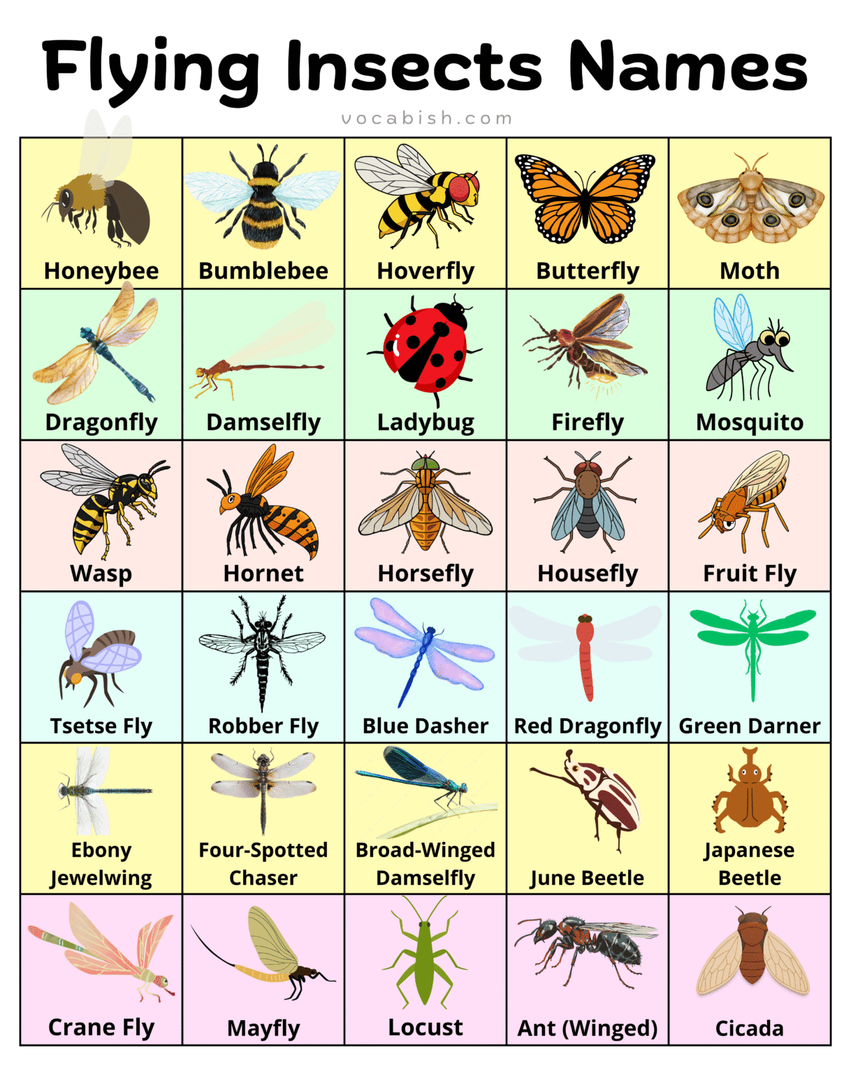 50+ Flying Insects Names in English with Pictures | Vocabish