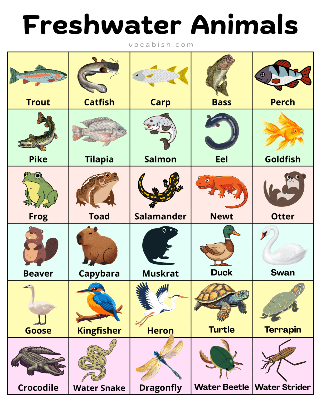 100+ Freshwater Animals Names in English with Pictures | Vocabish