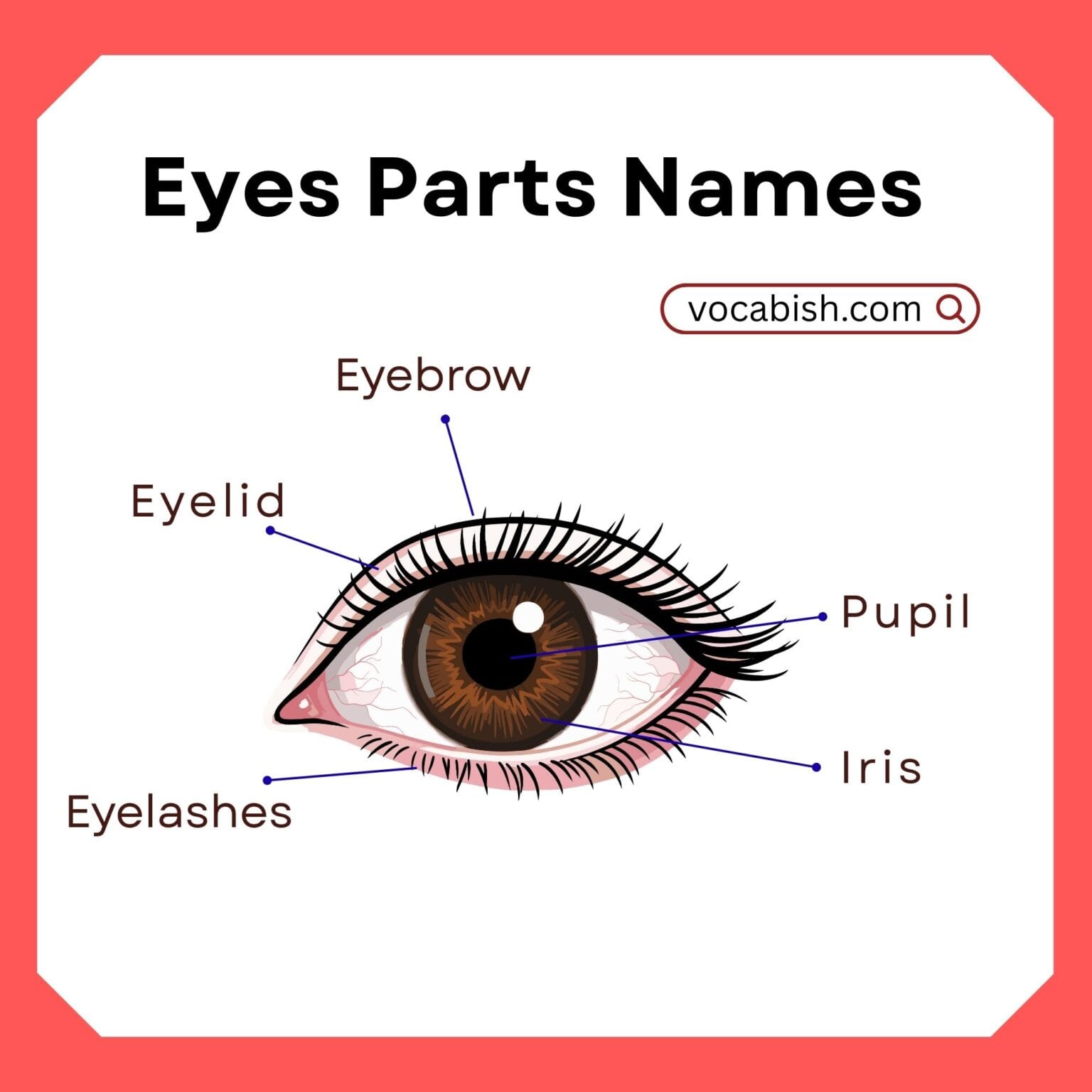 Parts of the Face in English | Face Parts Name with Pictures | Vocabish