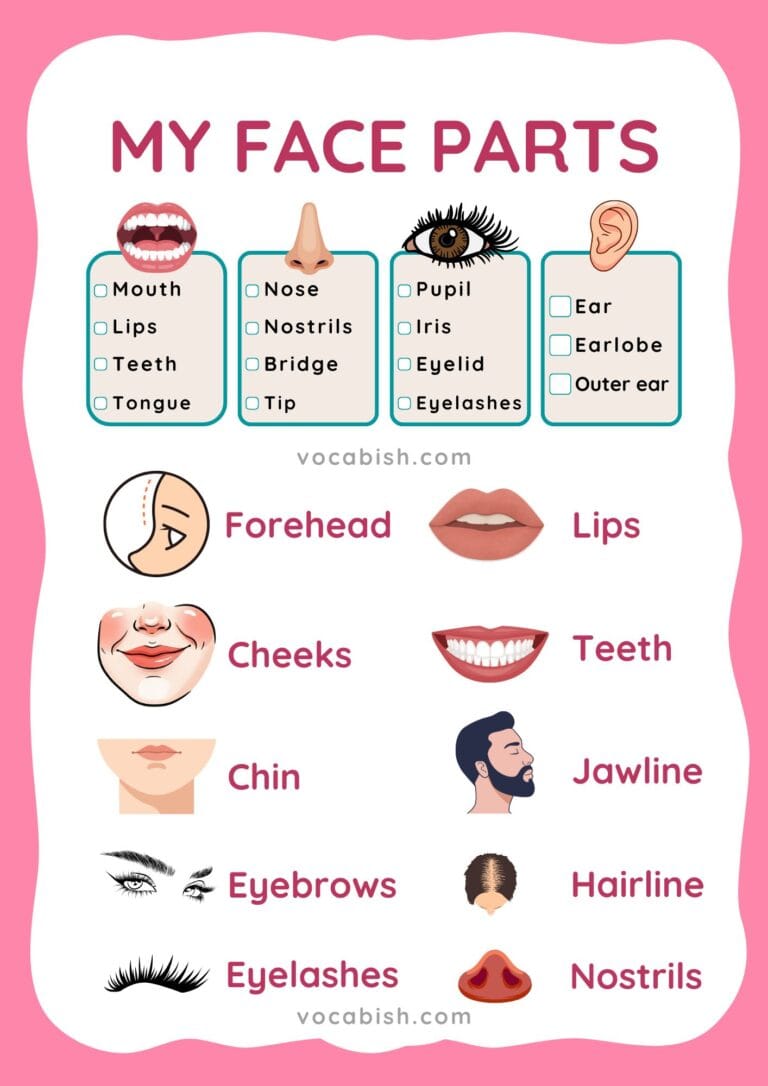 Parts of the Face in English | Face Parts Name with Pictures | Vocabish