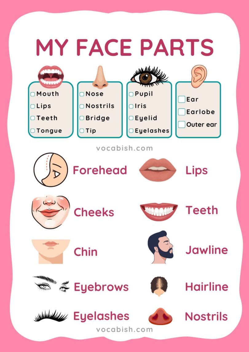Parts of the Face in English | Face Parts Name with Pictures | Vocabish