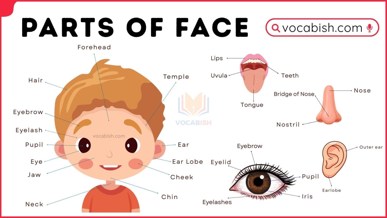 Parts of the Face in English | Face Parts Name with Pictures | Vocabish