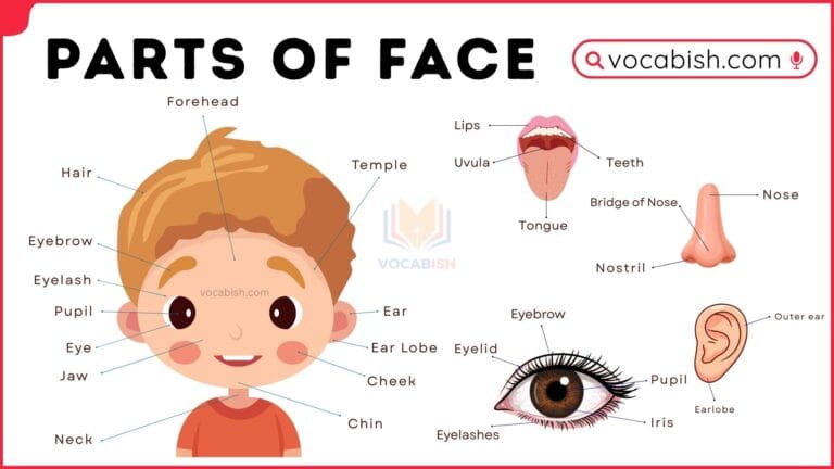 Parts of the Face in English | Face Parts Name with Pictures | Vocabish