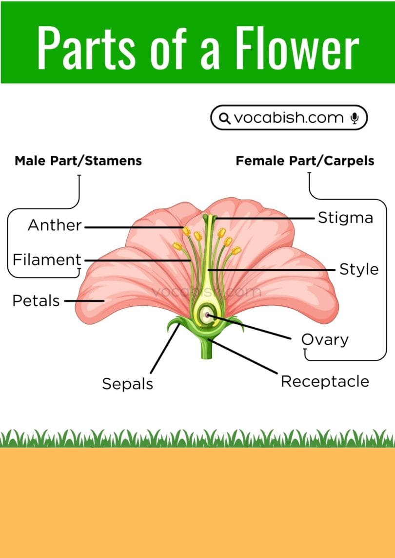 Parts of a Flower: Functions and Their Diagram | Vocabish