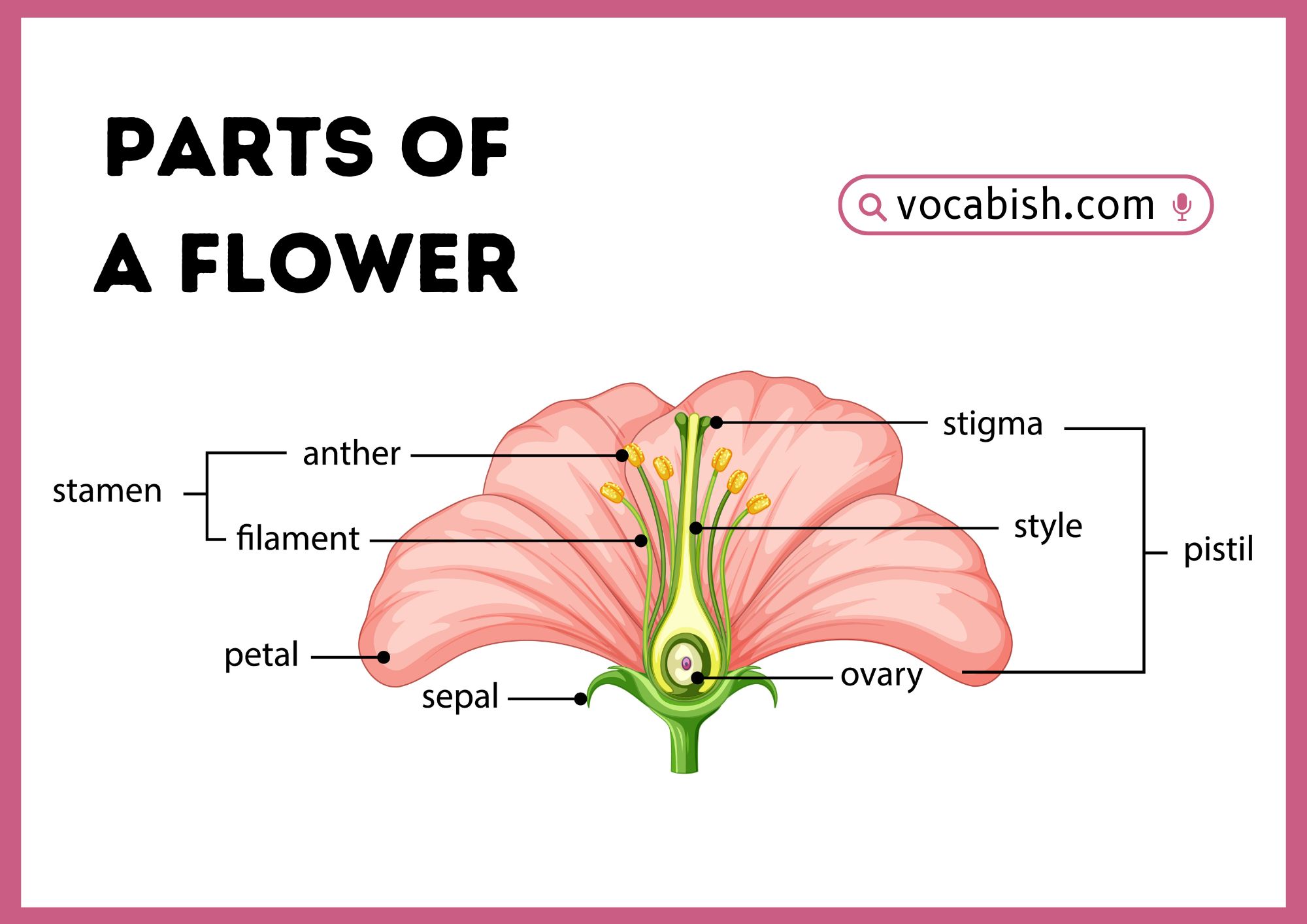 Parts of a Flower: Functions and Their Diagram | Vocabish