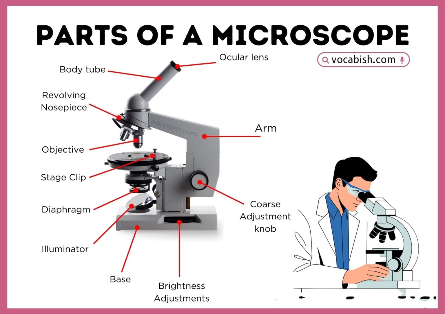 Microscope Parts and Their Functions with Labeled Diagram | Vocabish