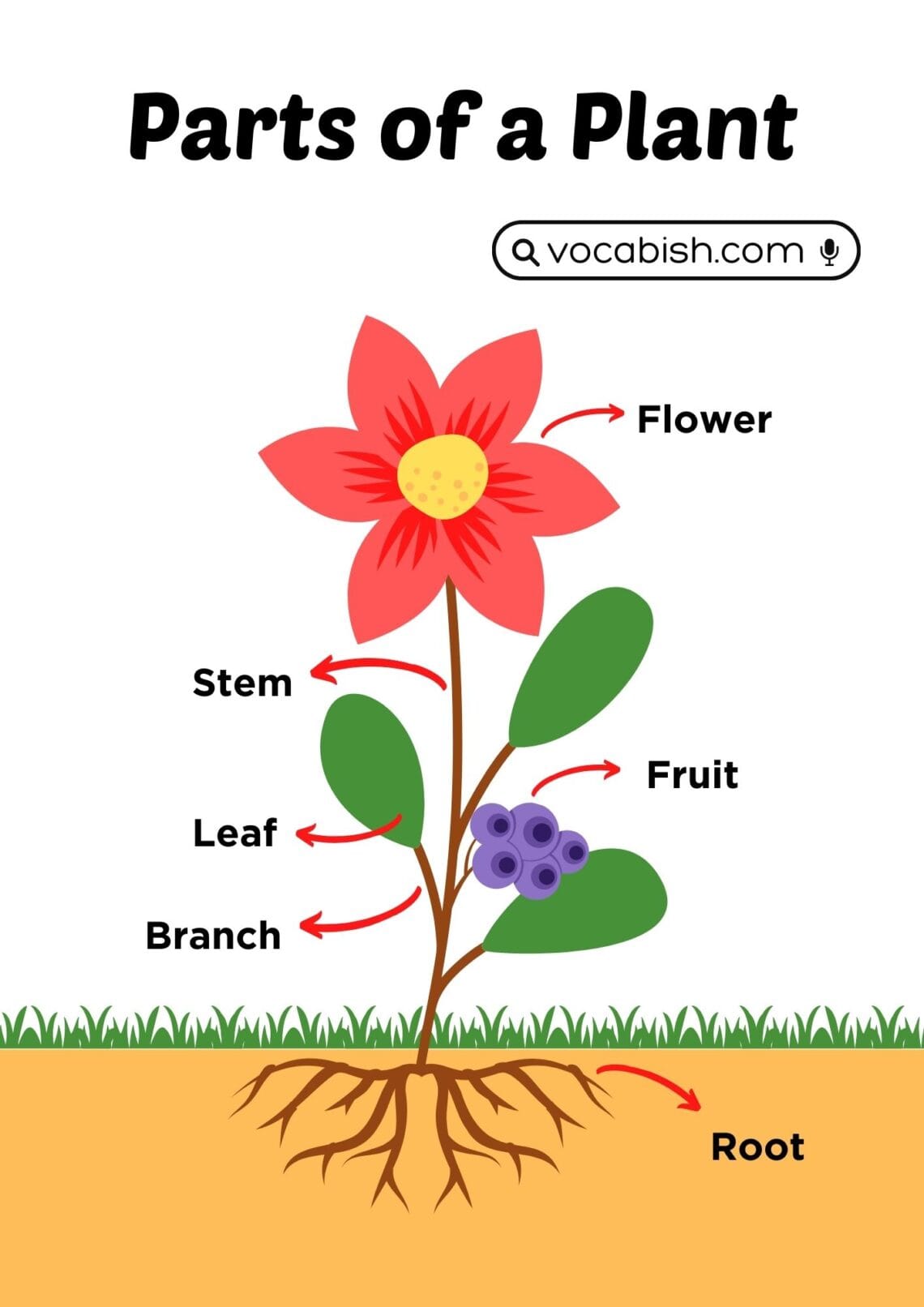 Parts of a Plant with Functions and Diagram | Vocabish