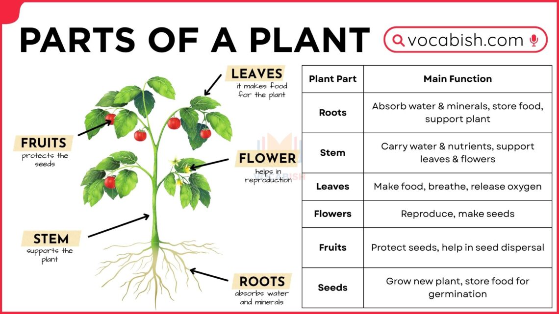 Parts of a Plant with Functions and Diagram | Vocabish