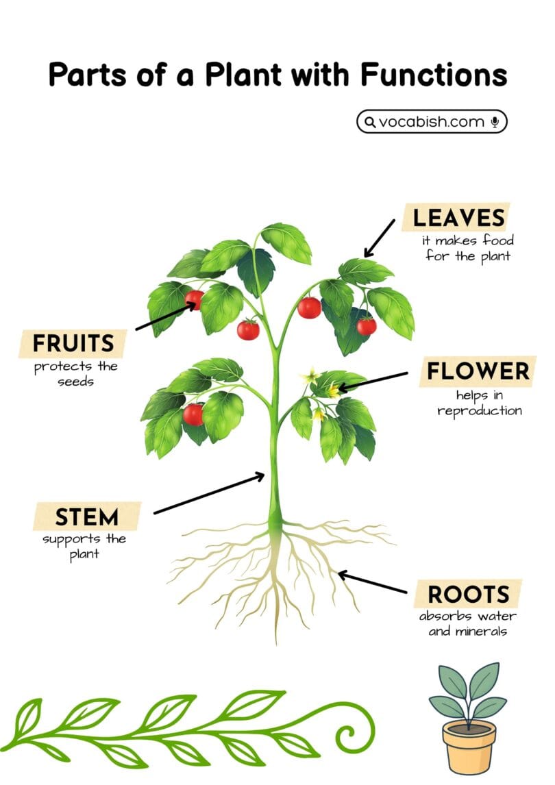 Parts of a Plant with Functions and Diagram | Vocabish