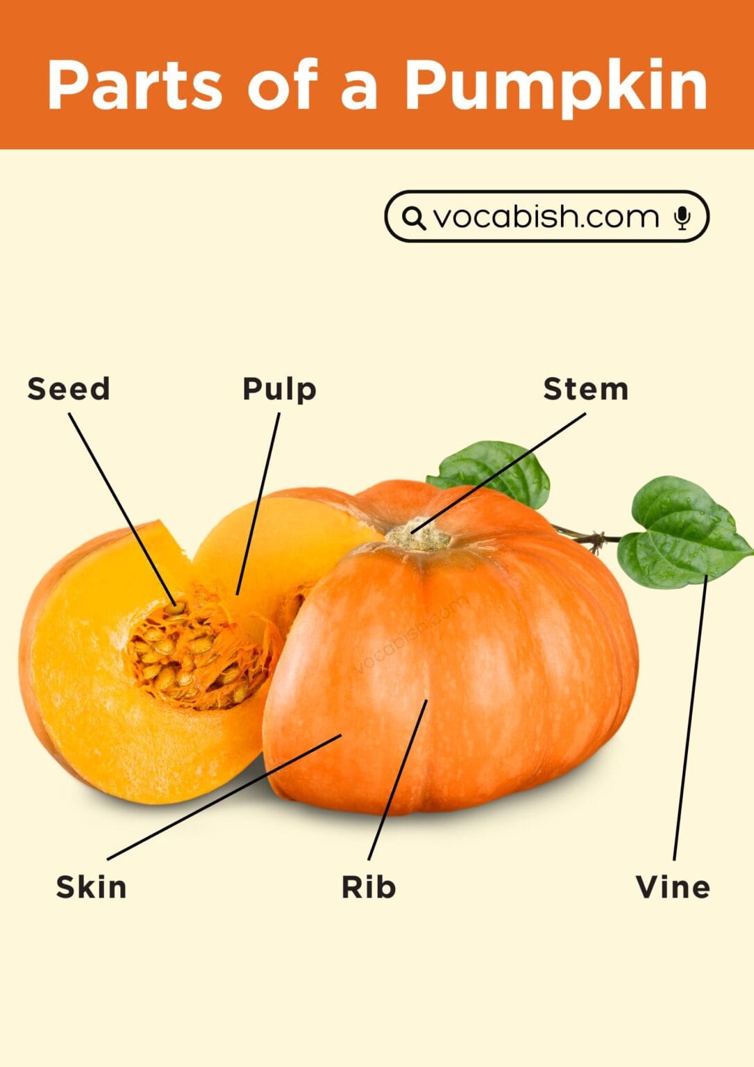 Parts of a Pumpkin: Their Functions and Diagram | Vocabish