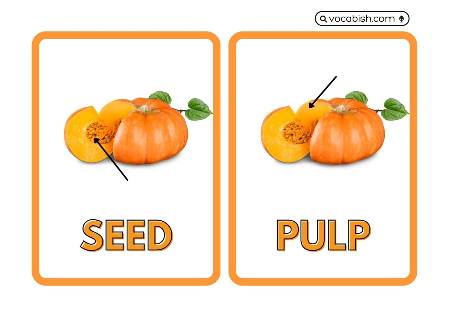 Parts of a Pumpkin: Their Functions and Diagram | Vocabish