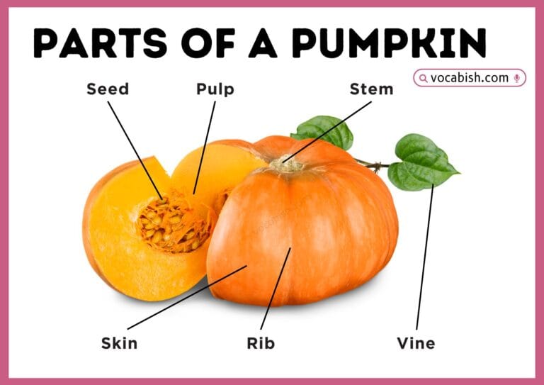 Parts of a Pumpkin: Their Functions and Diagram | Vocabish
