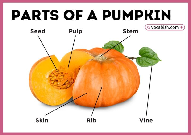 Parts of a Pumpkin: Their Functions and Diagram | Vocabish