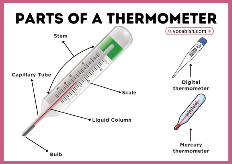 Parts of a Thermometer: Their Functions and Diagram | Vocabish