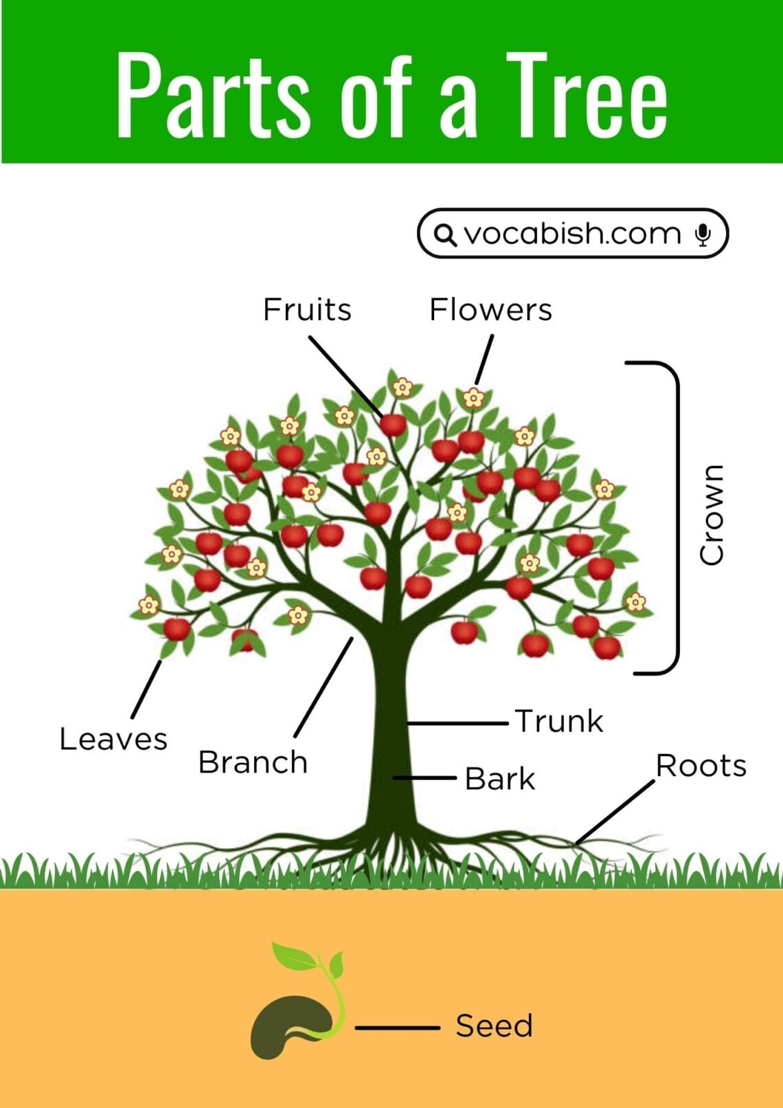 Parts of a Tree and Their Functions with Diagram | Vocabish