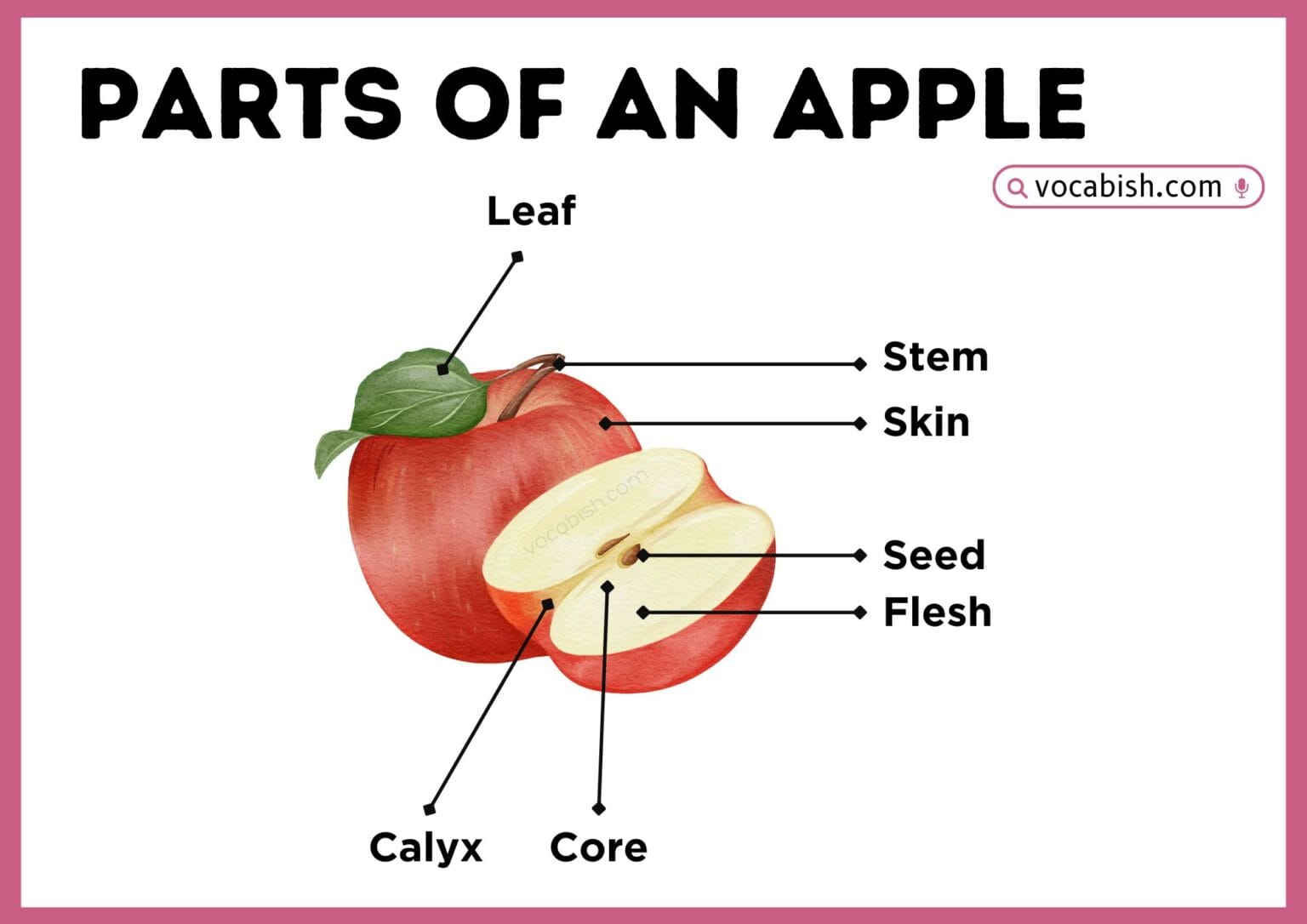 Parts of an Apple: Their Functions and Diagram | Vocabish